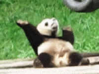 Panda GIFs - Get the best gif on GIFER