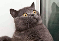 150 GIFs - Get the best gif on GIFER