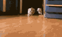 Stampede GIFs - Get the best gif on GIFER