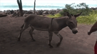 Donkey GIFs - Get the best gif on GIFER