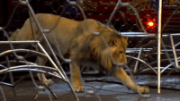 Circus GIFs - Get the best gif on GIFER