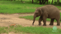 Elefante GIFs - Get the best gif on GIFER