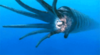 Diver GIFs - Get the best gif on GIFER