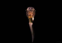 Metamorphosis GIFs - Get the best gif on GIFER