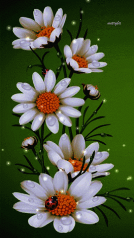 Daisy GIFs - Get the best gif on GIFER