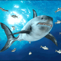 Stereogram GIFs - Get the best gif on GIFER