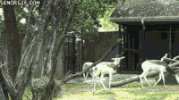 Gazelle GIFs - Get the best gif on GIFER