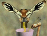 Antelope GIFs - Get the best gif on GIFER