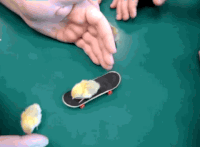 Chirping GIFs - Get the best gif on GIFER