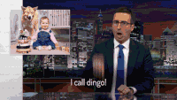 Dingo GIFs - Get the best gif on GIFER