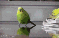 Minecraft GIFs - Get the best gif on GIFER