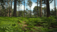 Fern GIFs - Get the best gif on GIFER