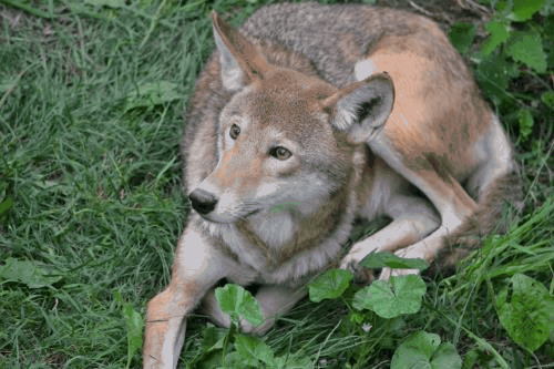 Red wolves GIF - Conseguir o melhor gif em GIFER
