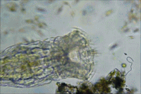 Microscope GIFs - Get the best gif on GIFER