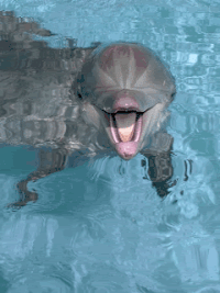 Dolphin GIFs - Get the best gif on GIFER