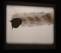 8mm GIFs - Get the best gif on GIFER