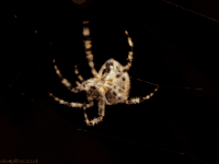 Spiders GIFs - Get the best gif on GIFER
