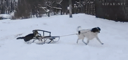 Sled GIFs - Get the best gif on GIFER
