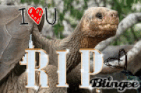 Lonesome GIFs - Get the best gif on GIFER