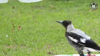 Magpies GIFs - Get the best gif on GIFER