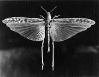 Moth GIFs - Get the best gif on GIFER
