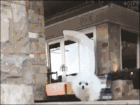 Mocked GIFs - Get the best gif on GIFER
