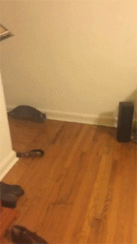 Boing гифки, анимированные GIF изображения boing - скачать гиф картинки ...