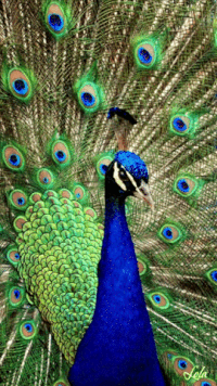 Peacock GIFs - Get the best gif on GIFER