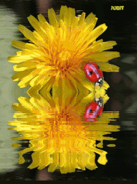 Amarillo GIFs - Get the best gif on GIFER