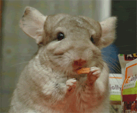 Fig GIFs - Get the best gif on GIFER