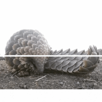 Pangolin GIFs - Get the best gif on GIFER