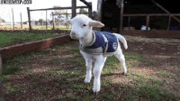 Lamb GIFs - Get the best gif on GIFER