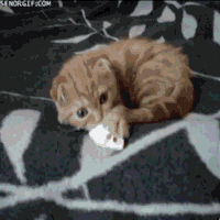 Entertaining GIFs - Get the best gif on GIFER