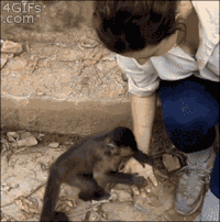 Useless GIFs - Get the best gif on GIFER