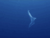 Plastic GIFs - Get the best gif on GIFER