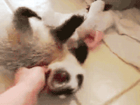 Badger GIFs - Get the best gif on GIFER
