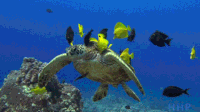 Turtles GIFs - Get the best gif on GIFER