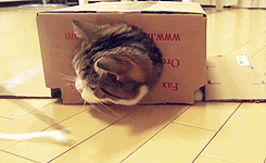 Transformation complete GIF - Conseguir o melhor gif em GIFER