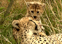 Cheetah GIFs - Get the best gif on GIFER