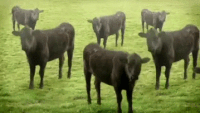 Cow GIFs - Get the best gif on GIFER