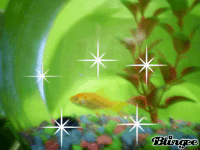 Goldfish GIFs - Get the best gif on GIFER