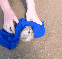 Gopher GIFs - Get the best gif on GIFER