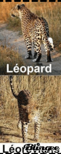 Leopard GIFs - Get the best gif on GIFER
