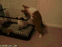 Animal cage GIFs - Get the best gif on GIFER