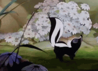 Skunk GIFs - Get the best gif on GIFER