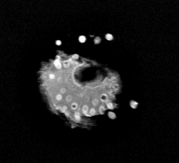 Escaneo GIF - Conseguir el mejor gif en GIFER