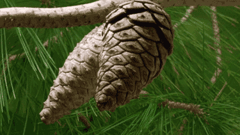 Conifer GIFs - Get the best gif on GIFER