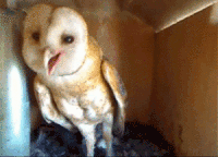 Sova GIFs - Get the best gif on GIFER