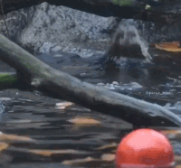 Weee гифки, анимированные GIF изображения weee - скачать гиф картинки ...