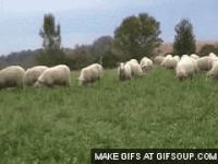 Sheep GIFs - Get the best gif on GIFER